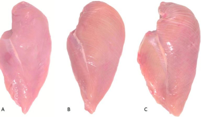 Como saber si la pechuga de pollo esta malo - speedworldhobao.es