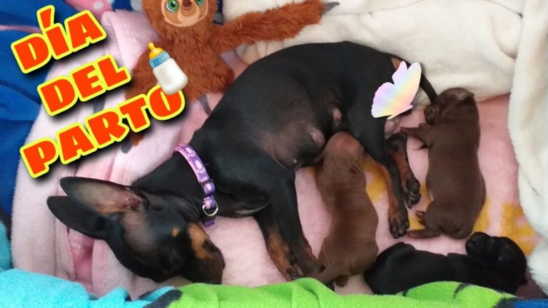 Cuanto dura el embarazo de un perro pincher - speedworldhobao.es