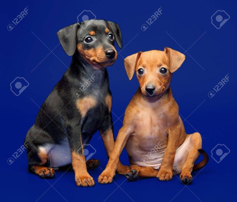 Perro pincher de 3 meses - speedworldhobao.es