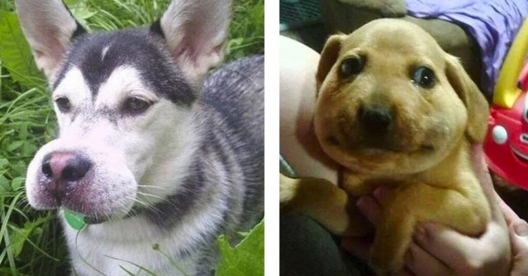Perros que comieron abejas - speedworldhobao.es